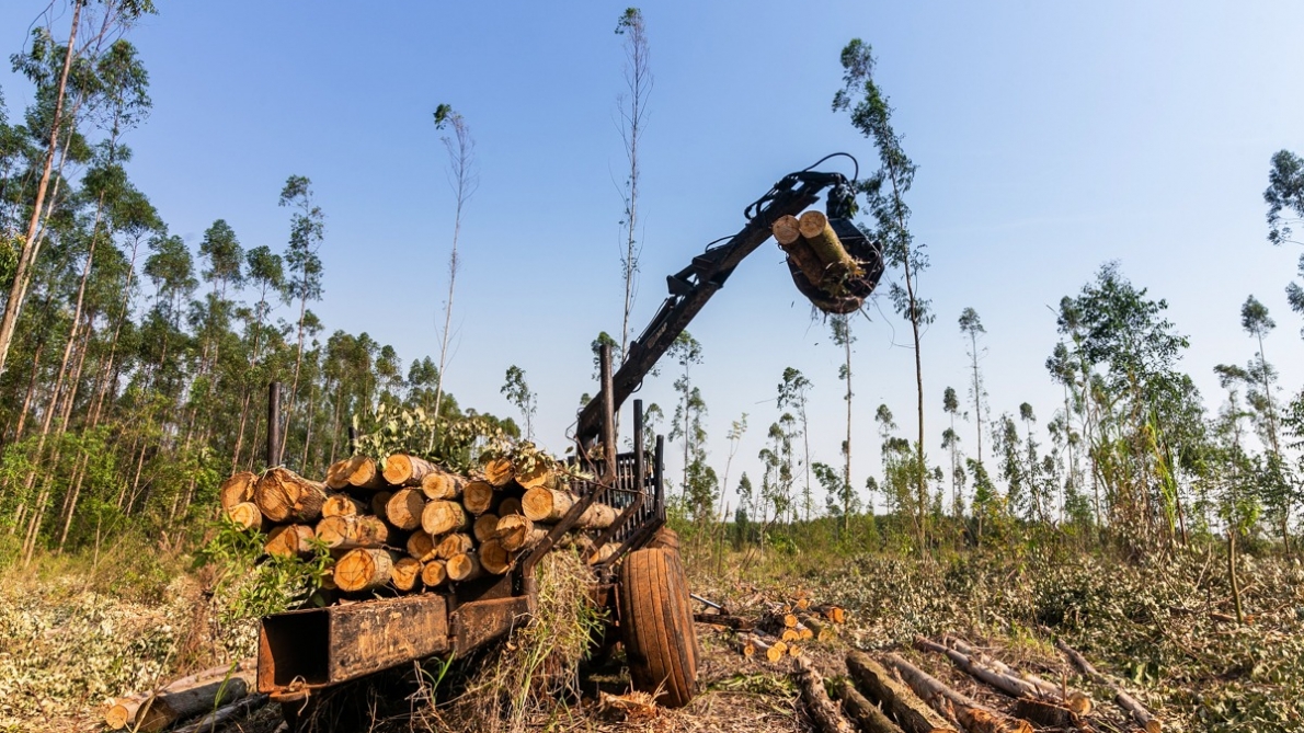 Mechanization adds more competitivity to Brazilian planted forests ...